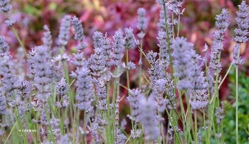 Levendula ültetése, szaporítása, gondozása és minden infó